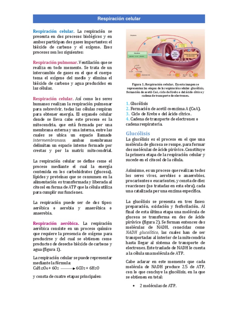 Lectura. Respiración Celular | PDF | Respiración celular | Trifosfato de adenosina
