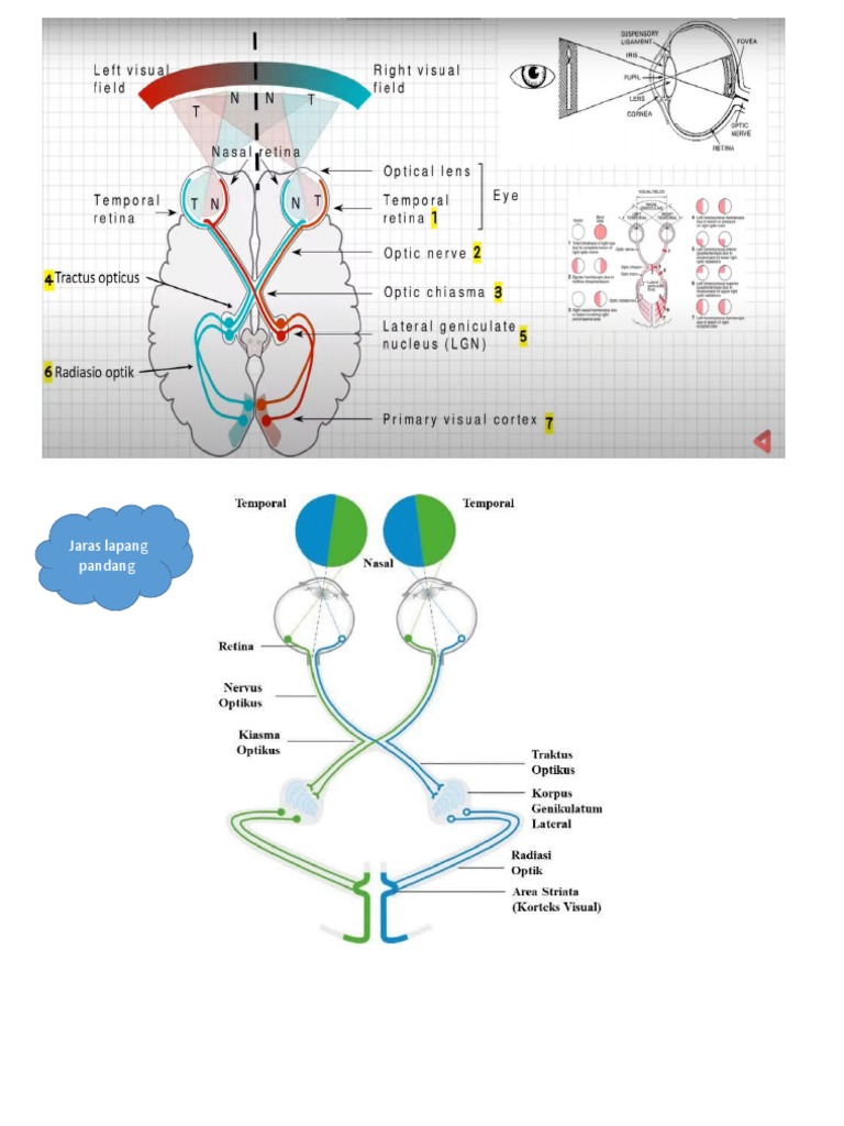 Jaras Lapang Pandang Dan Refleks Pupil | PDF
