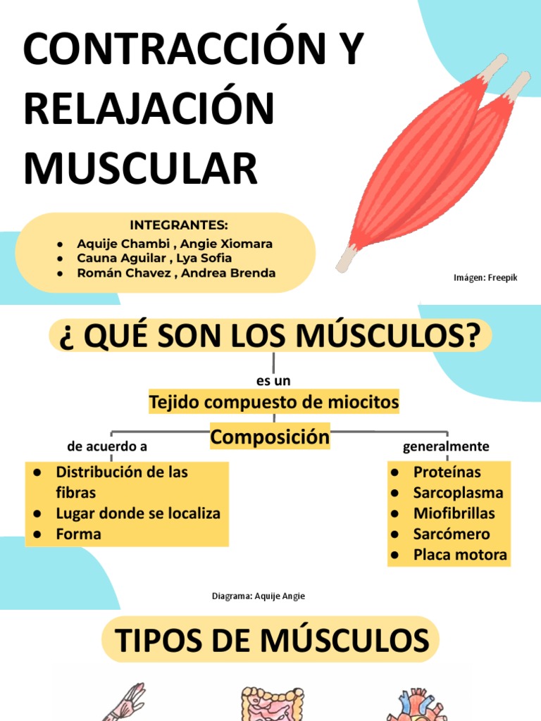 Contracción y Relajación Muscular | PDF | Músculo esquelético ...