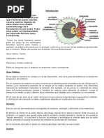 La Longitud y La Masa Del Feto | PDF | Ultrasonido médico | El embarazo