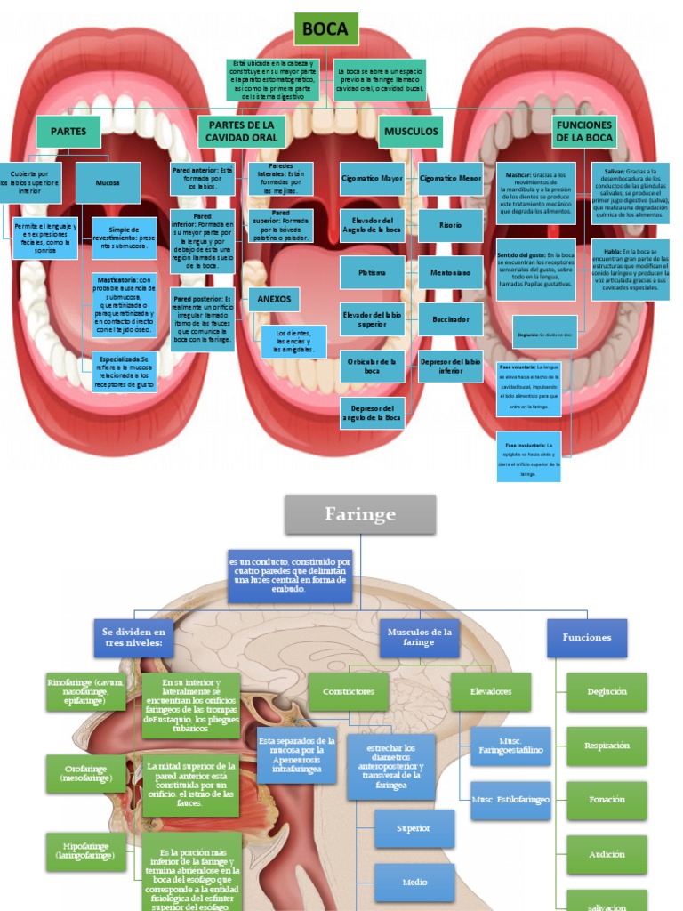 Faringe | PDF | Boca | Gusto