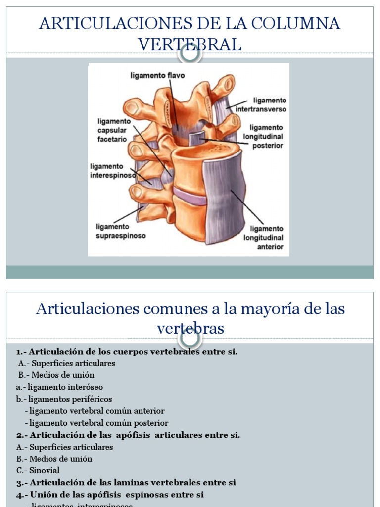 Articulaciones de La Columna Vertebral | PDF | Ciencias sociales