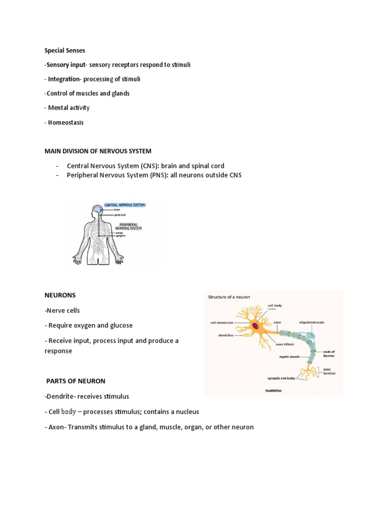 Nervous System - Reviewer | PDF | Central Nervous System | Nervous System