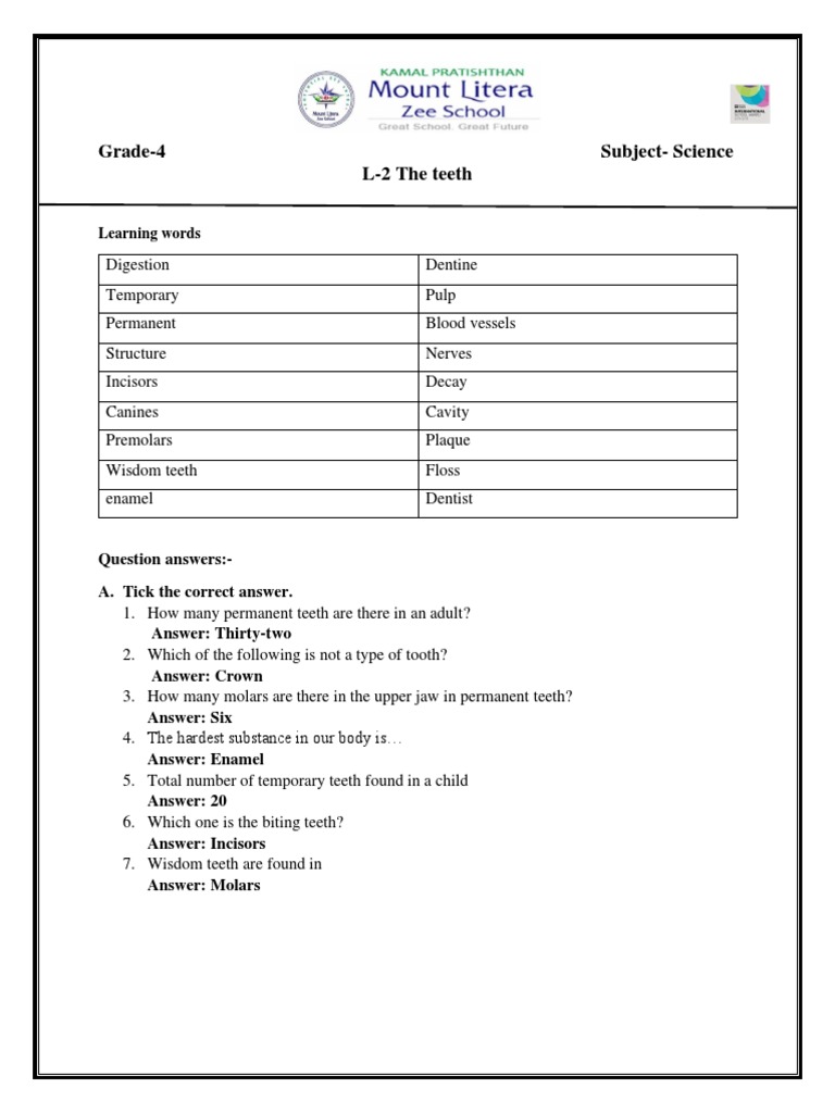 Types and Functions of Teeth for Class 4 | PDF | Tooth | Human Tooth
