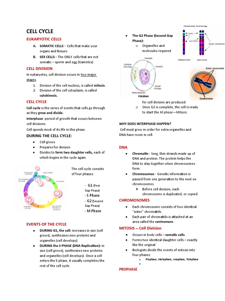 (W3) Cell Cycle | PDF | Mitosis | Cancer