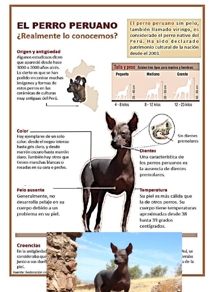 Fichas Del Perro Peruano. | PDF | Estudios de idiomas extranjeros ...