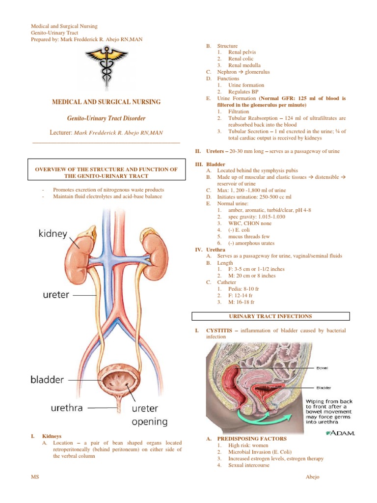 Msgenitourinary | PDF | Urinary Bladder | Genitourinary System