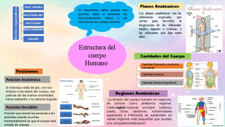 Estructura Del Cuerpo Humano | PDF | Cuerpo humano | Tórax