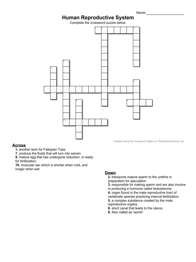 Male and Female Reproductive System Crossword | PDF