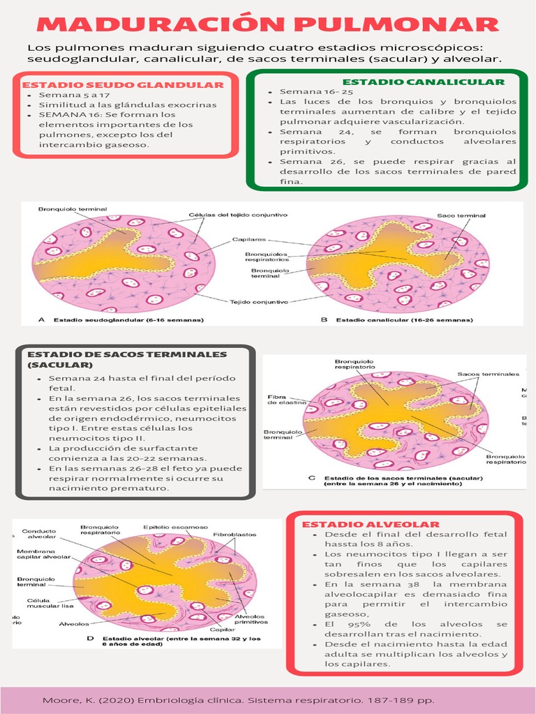 MADURACIÓN PULMONAR | PDF | Pulmón | Anatomía humana