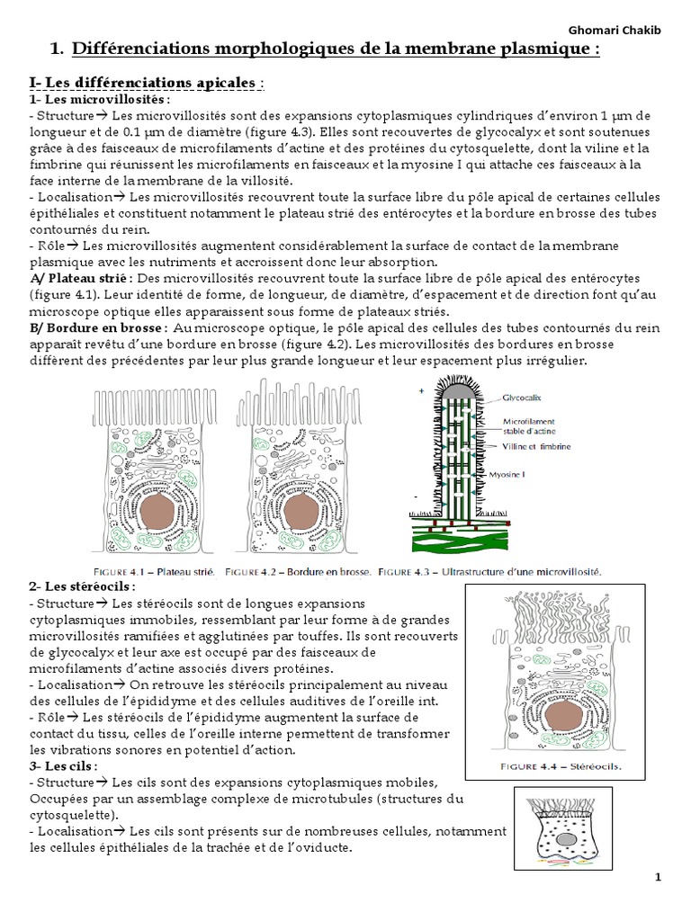 Morphologie des microvillosités et cils | PDF | Épithélium | Cellule ...