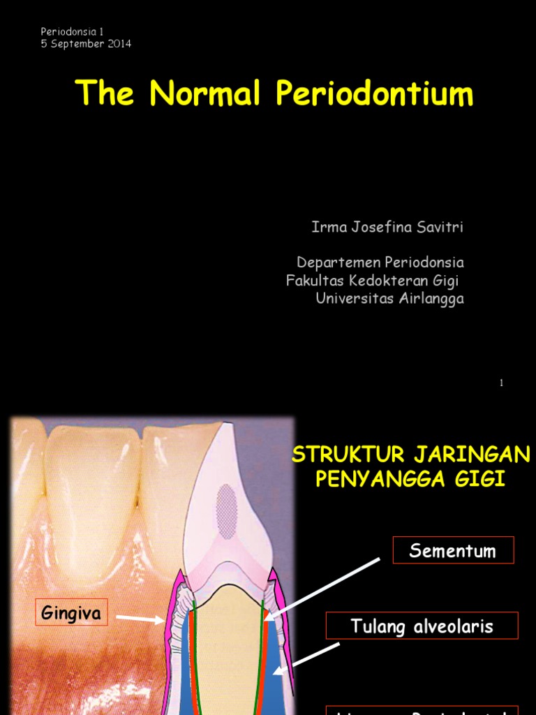 The Normal Periodontium (DRG Irma) | PDF