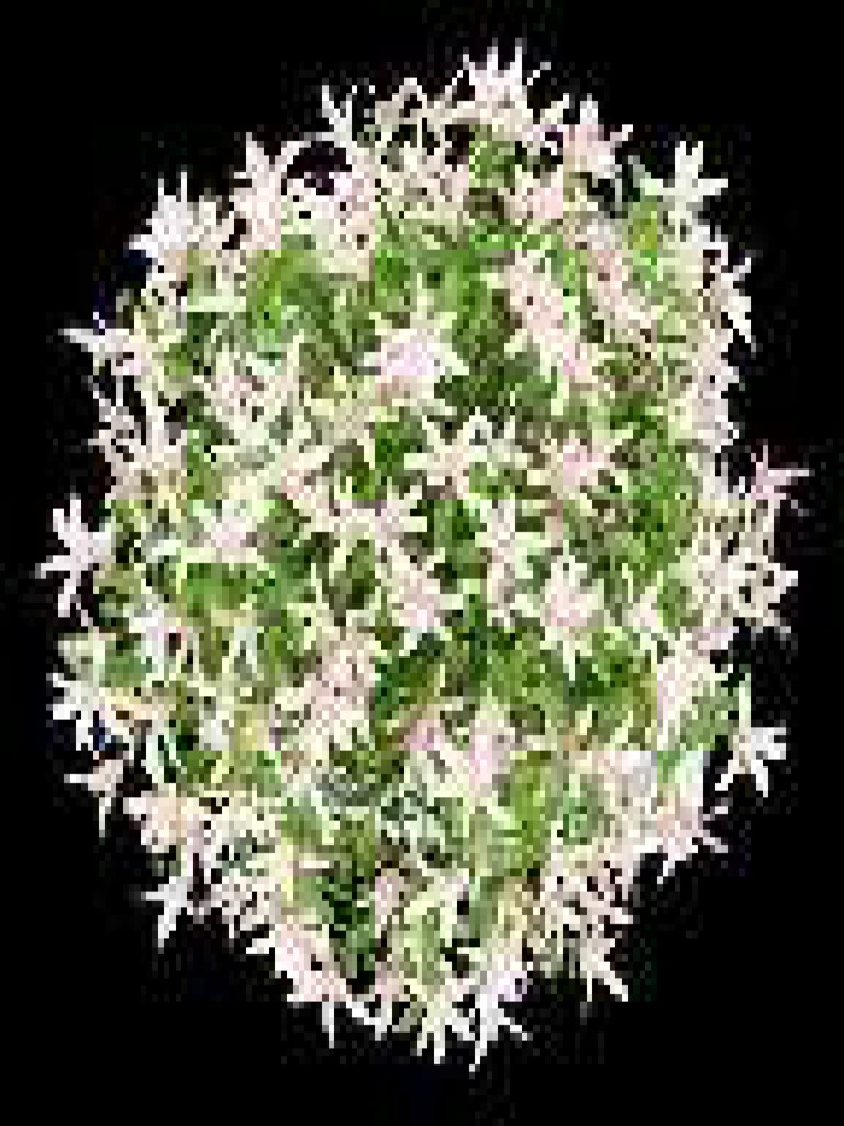 627,643 Plants Top View Stock Photos and Images - 123RF | PDF