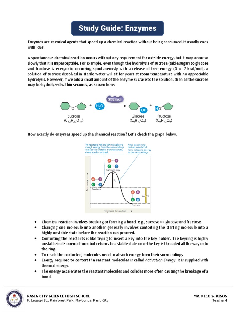 Study Guide Enzymes | PDF | Enzyme | Active Site