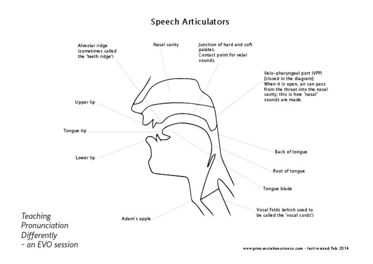 Side View of Head, Articulators Labelled | PDF | Language Arts & Discipline