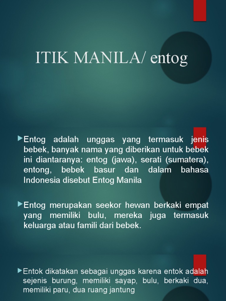 Tentang Itik Manila/entog | PDF