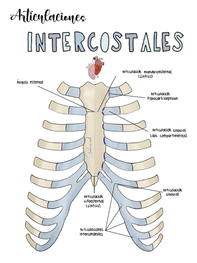 Articulaciones Intercostales | PDF