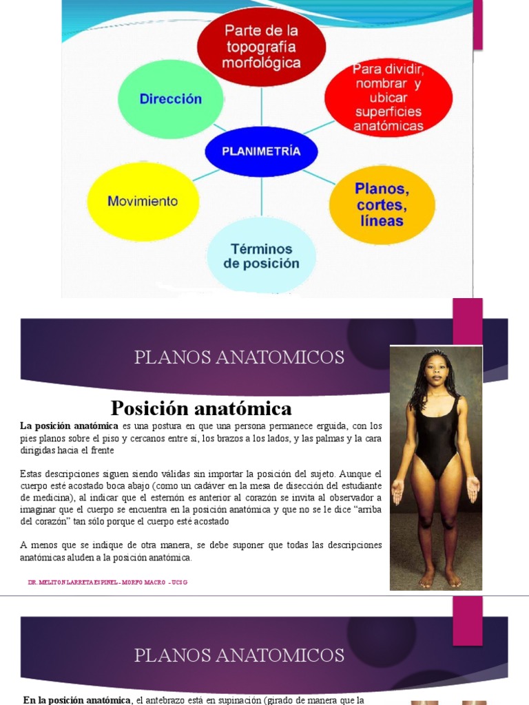Planos Anatomicos 1 | PDF | Peritoneo | Abdomen