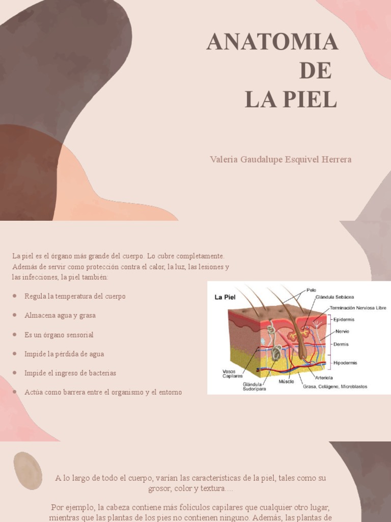 Anatomia de La Piel | PDF | Piel | Epidermis