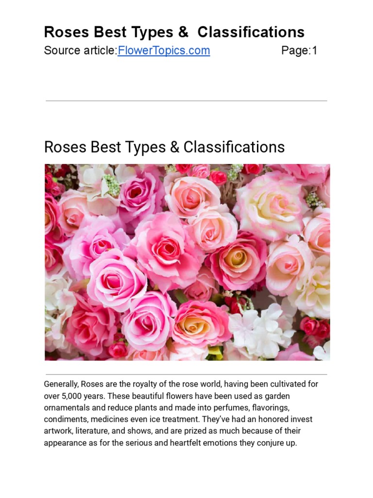 Roses Best Types & Classifications | PDF | Rose | Plants