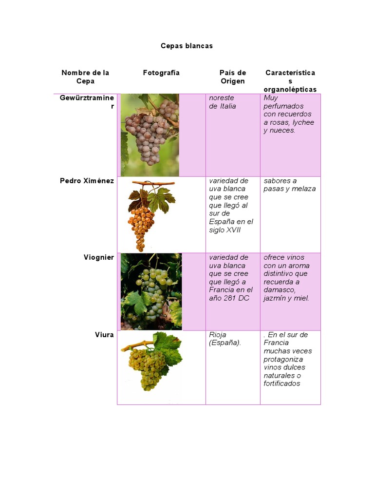 Cepas | PDF | Vino | Uva