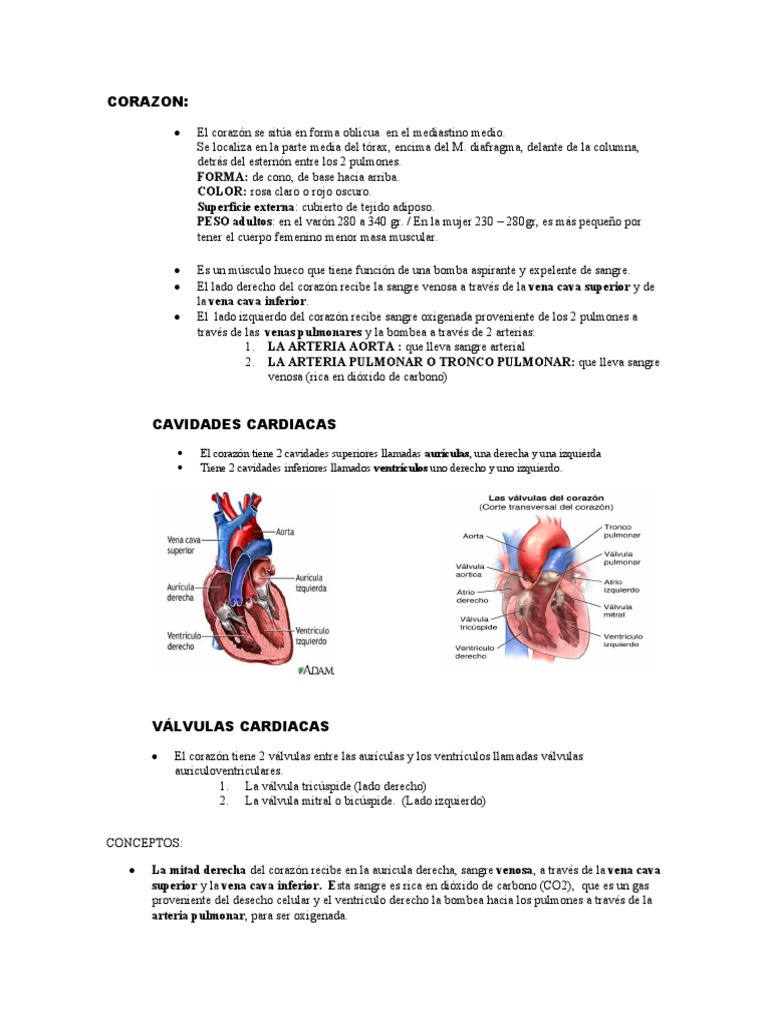 .Anfiteatro Corazon y Pulmon | PDF | Corazón | Pulmón