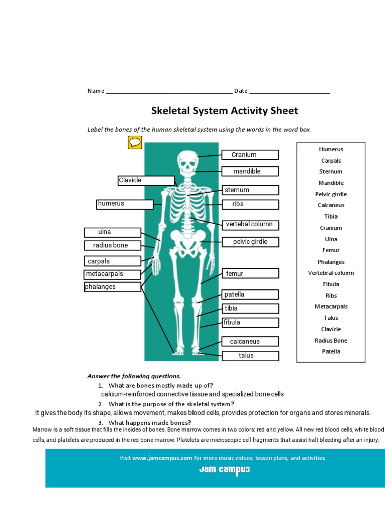 Skeletal System Activity Sheet | PDF | Bone | Skeleton
