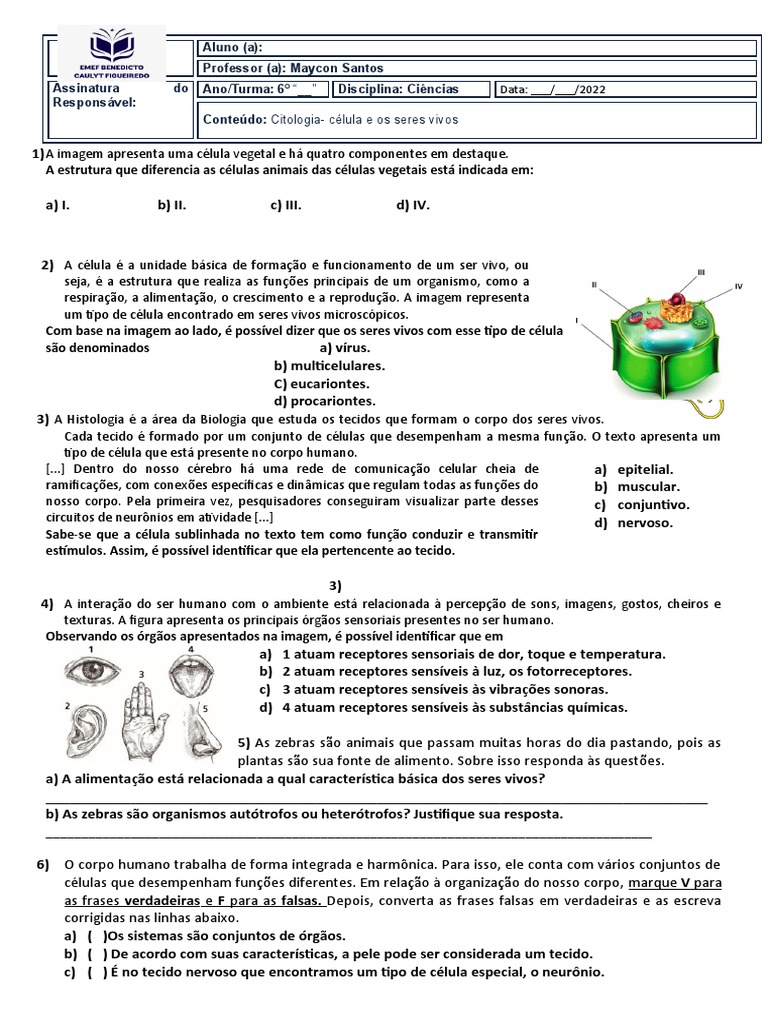 6º Ano - 3º Trimestre | PDF | Célula (Biologia) | Organismos