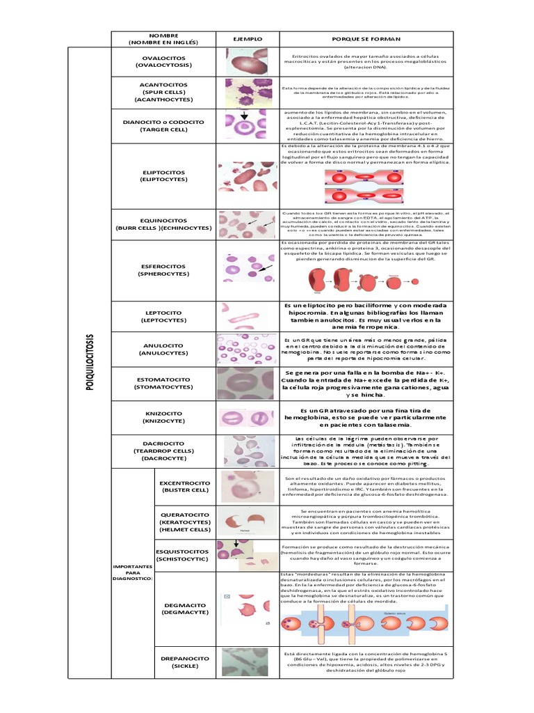 Poiquilocitosis - Hoja Oficio | PDF | Glóbulo rojo | Bicapa lipídica