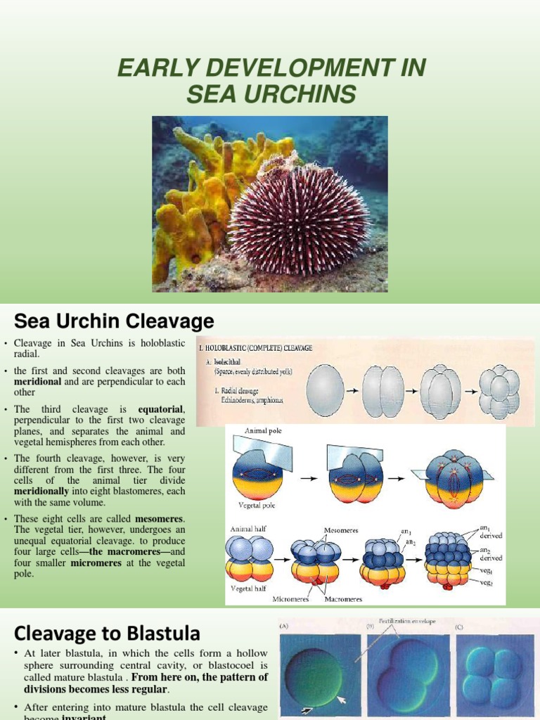 SEA URCHIN DEVELOPMENT Early development and fate mapping in sea ...