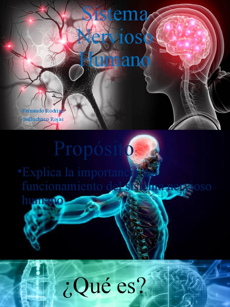 Sistema Nervioso Humano | PDF | Sistema nervioso | Neurona