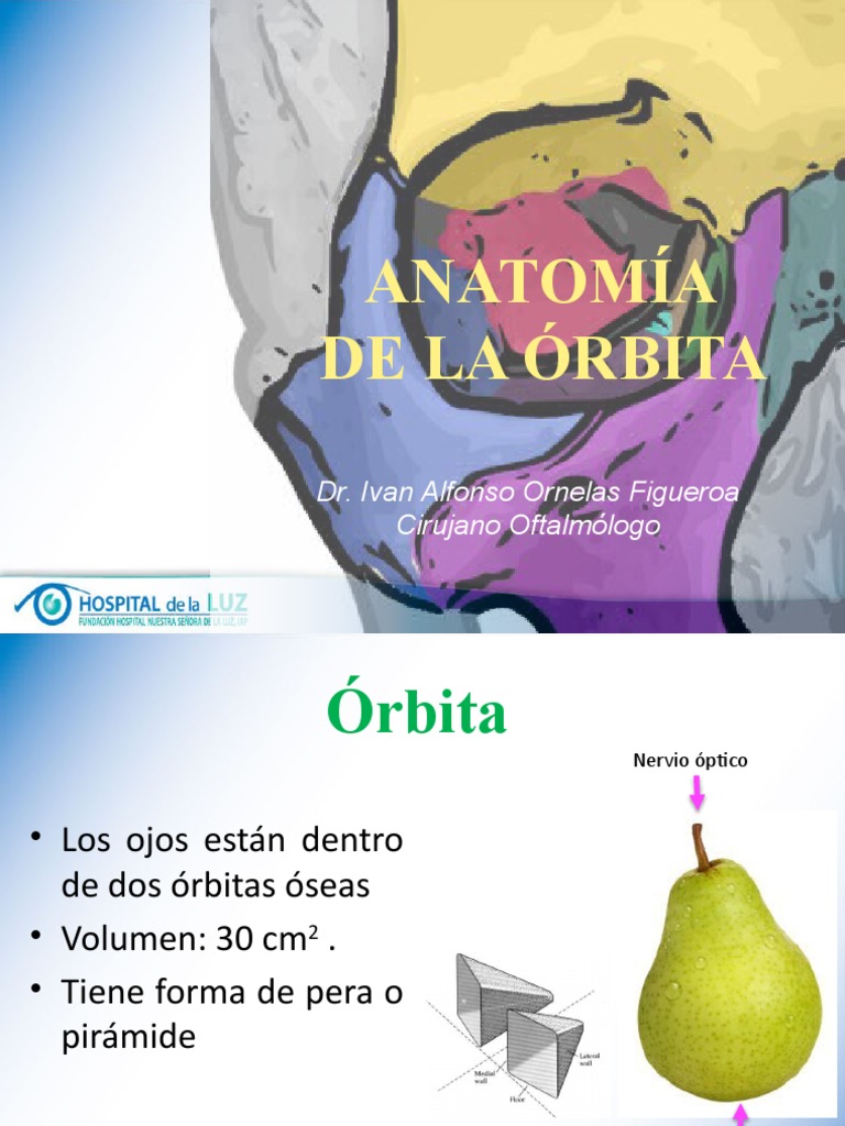 Anatomía de La Órbita Estudiantes | PDF | Sistema esquelético ...