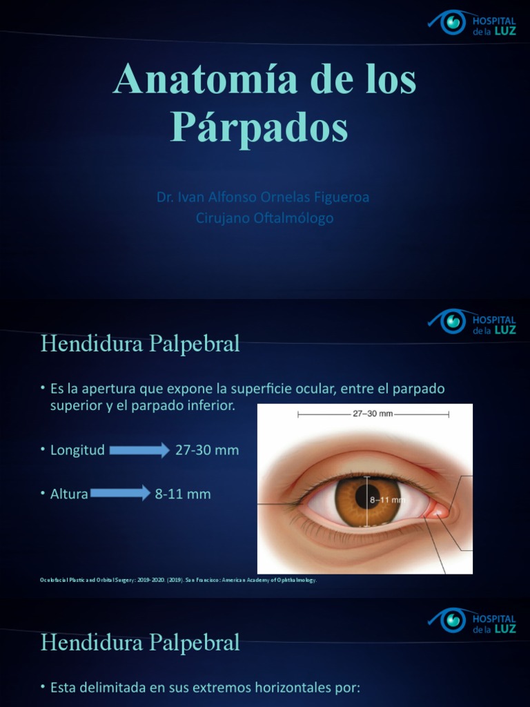 Anatomía Párpados Estudiantes | PDF | Piel | Anatomía