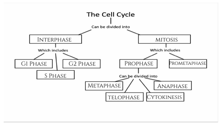 Cell Cycle Concept Map | PDF