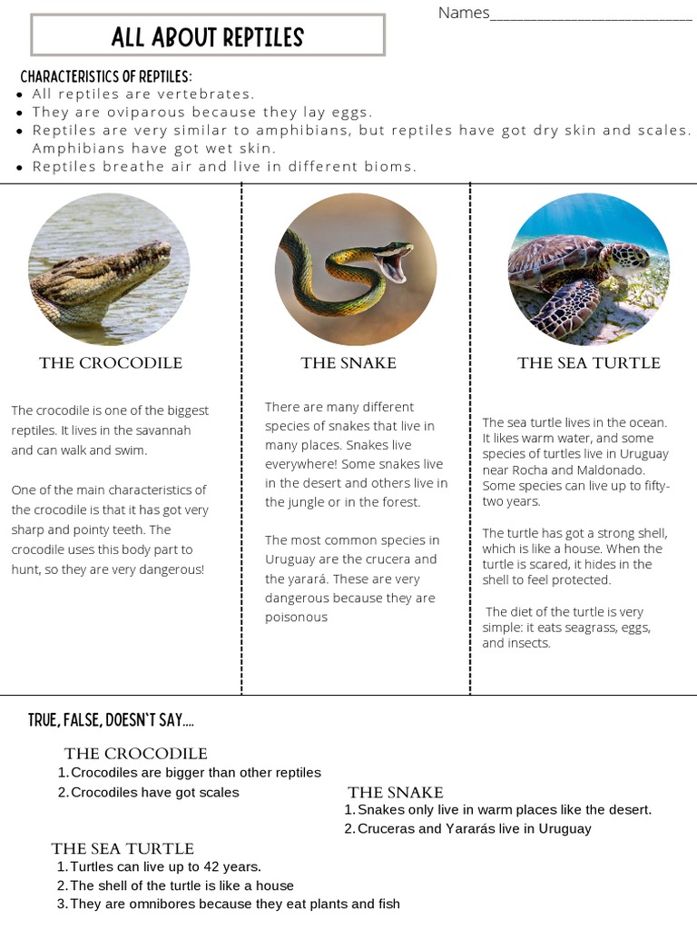 Reptiles Worksheet | Download Free PDF | Reptile | Turtle