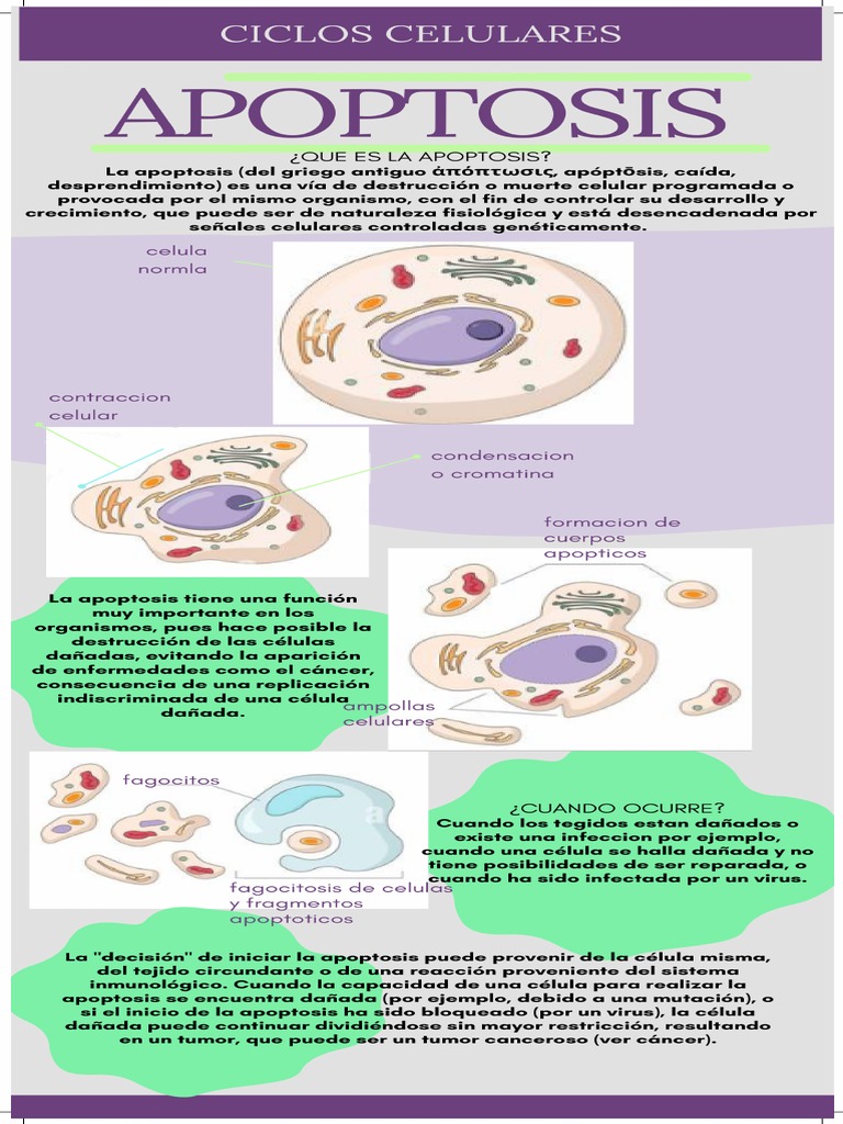 Apoptosis | PDF
