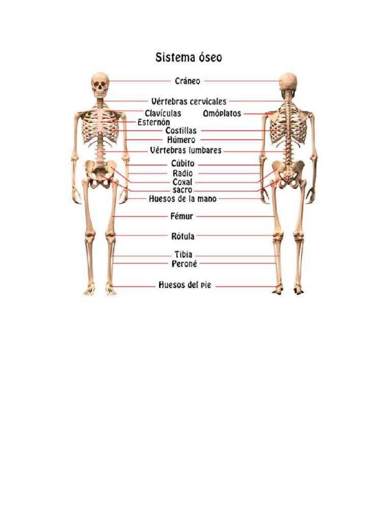 Doc1sistema Oseo Pdf
