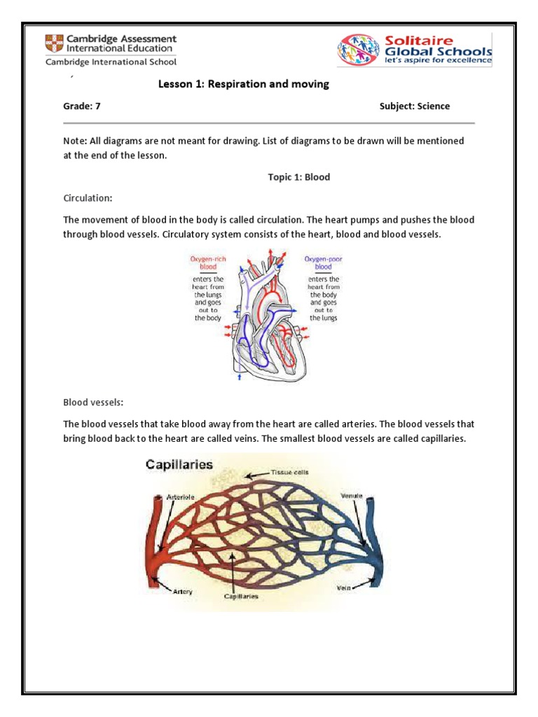 Lesson 1 Respiration and Moving | PDF | Blood | Lung