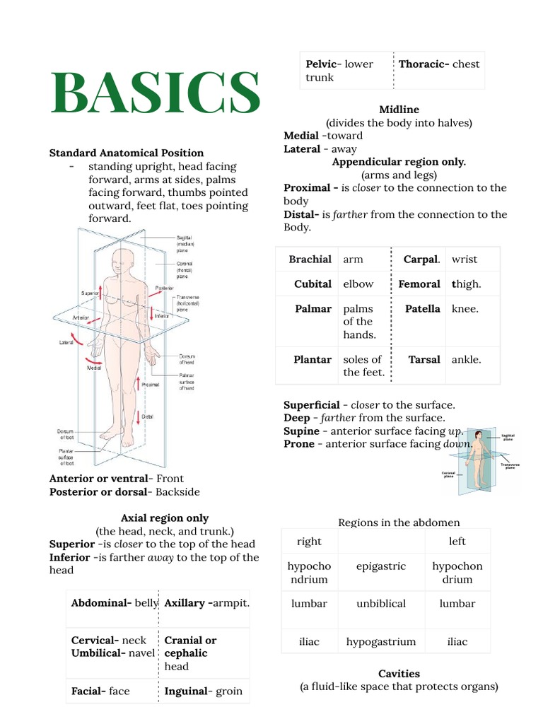 BASICS OF ANATOMICAL TERMS AND DISEASE | PDF | Anatomical Terms Of ...