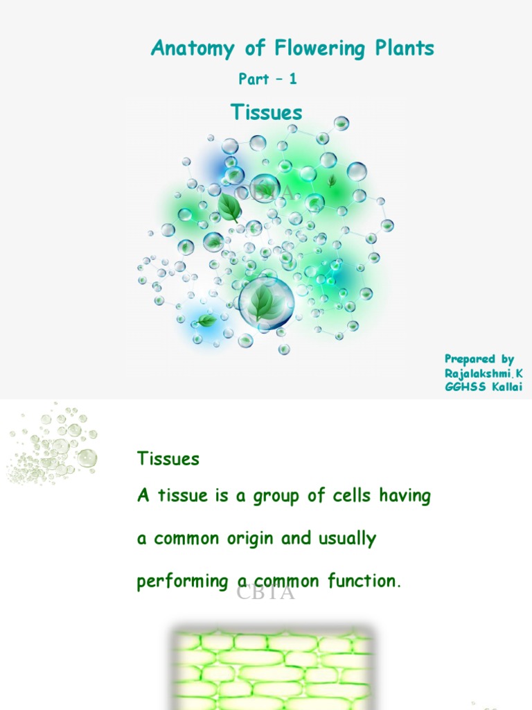 WT - Anatomy of Flowering Plants | PDF | Plant Stem | Tissue (Biology)
