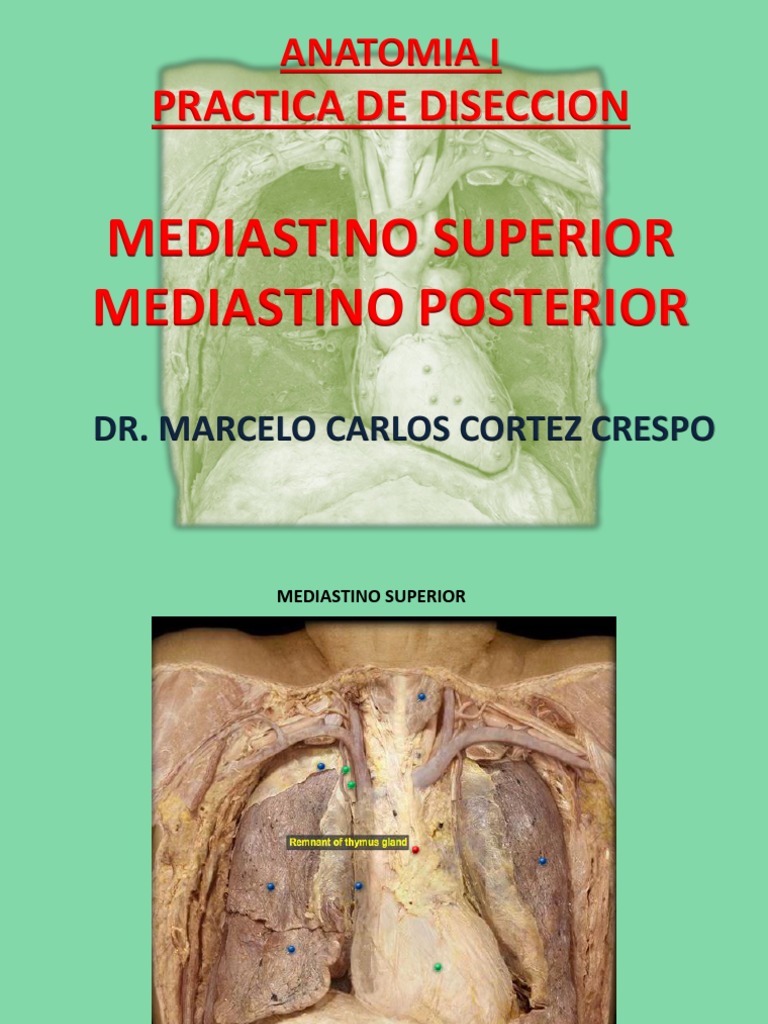 Mediastino Superior y Posterior - Dr. M. Cortez | PDF | Autosuperación ...