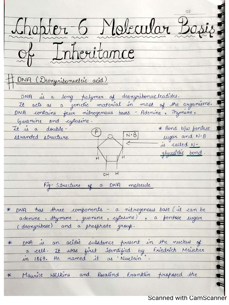 Molecular Basis of Inheritance Notes by Anisha Verma | PDF