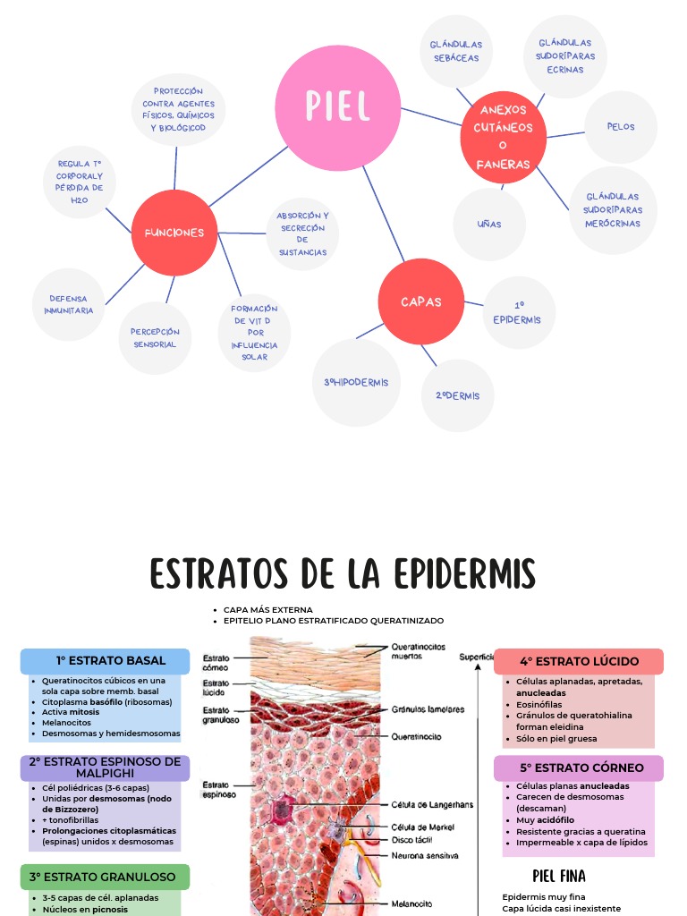 PIEL | PDF | Piel | Epidermis
