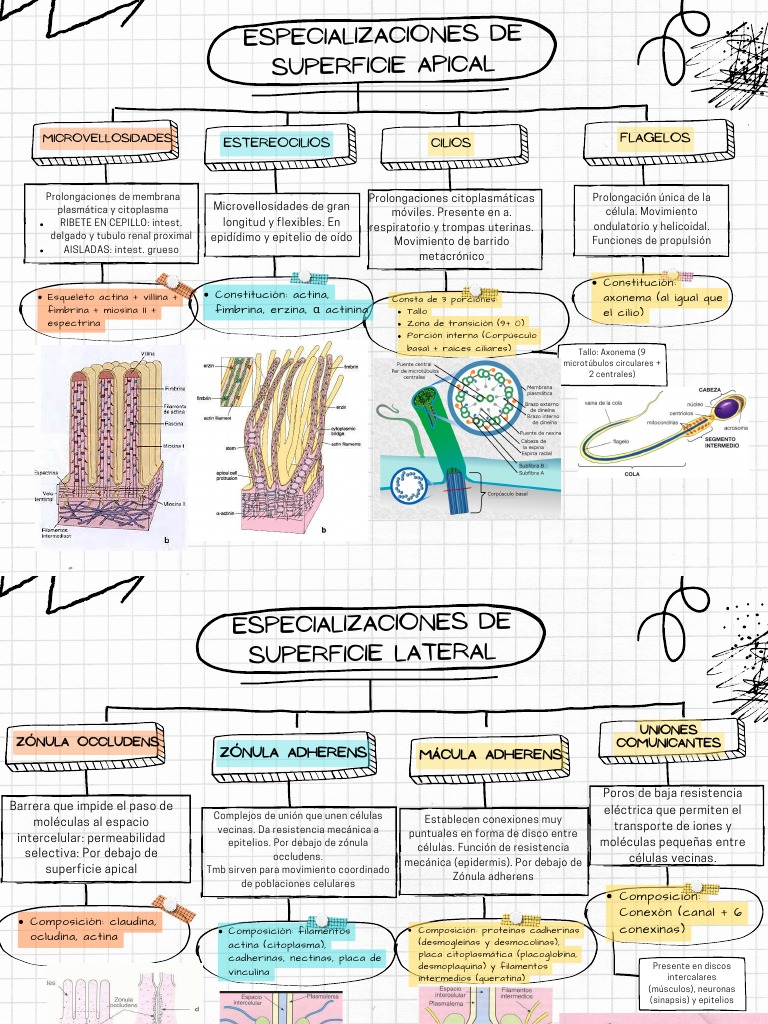 Especializaciones Superficie Lateral y Apical | PDF | Epitelio | Actina