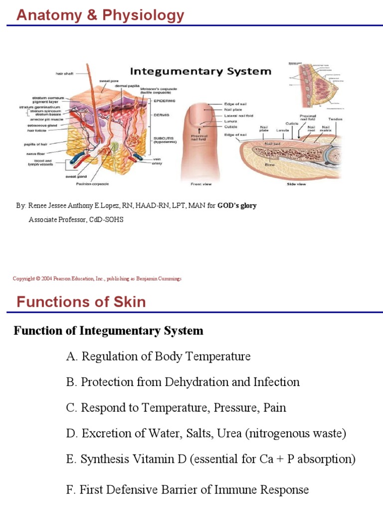 Anaphysio Integumentary System | PDF | Nail (Anatomy) | Integumentary ...