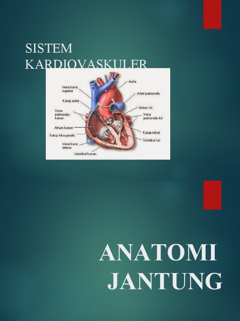 Anatomi Sistem Kardiovaskuler | PDF