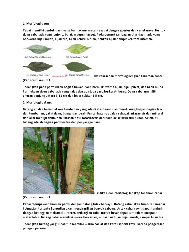 Morfologi Tanaman Cabai | PDF | Griya & Taman | Sains & Matematika