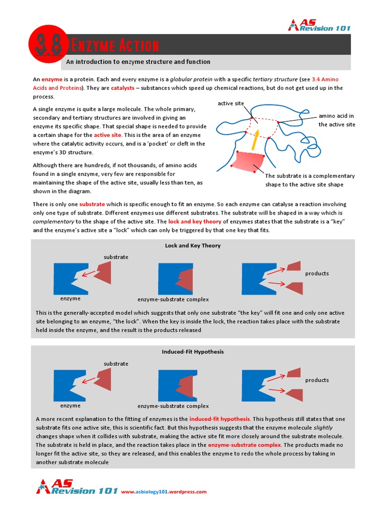 Enzyme Action Revision Notes | PDF | Enzyme | Active Site