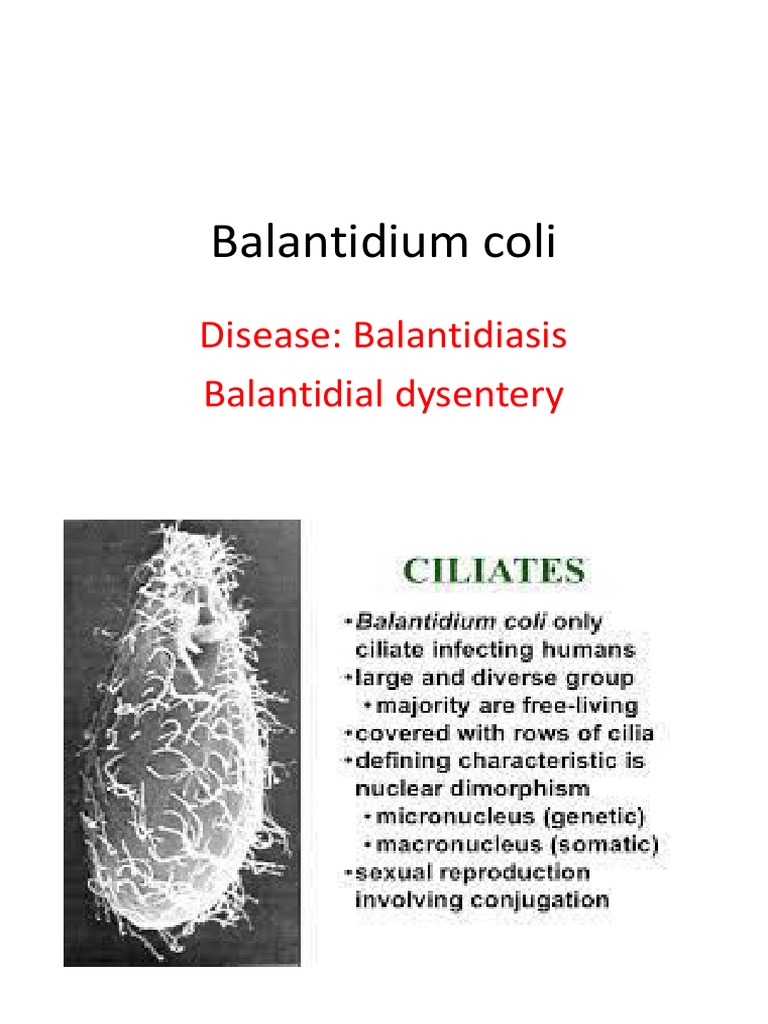 Balantidium Coli | PDF