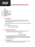 Anatomie Du Corps Genicule Lateral 2022 | PDF | Système visuel | Vision